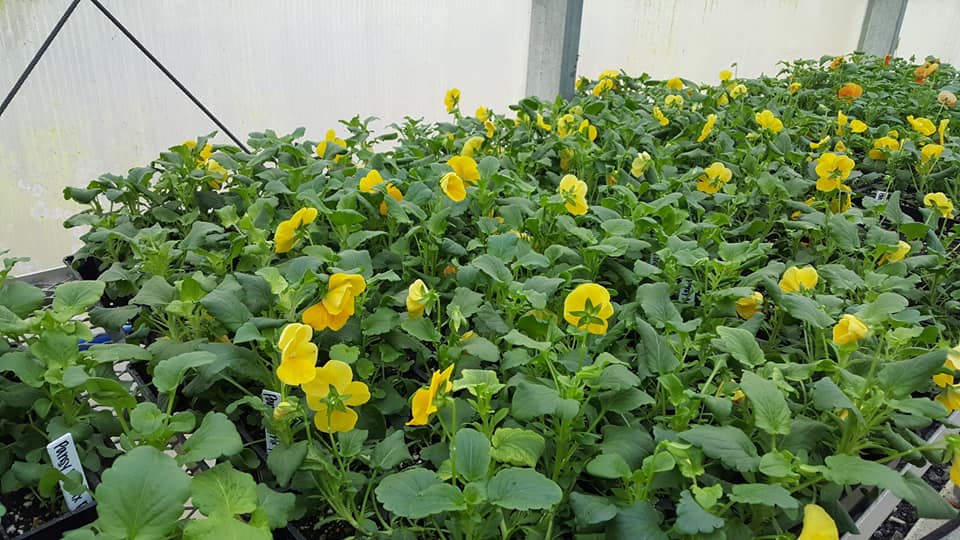 Chattooga FFA Selling Garden Flowers | AM 1180 Radio