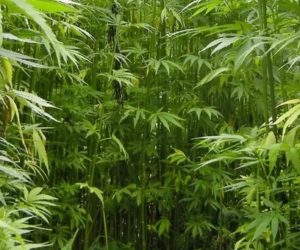 Georgia’s New Hemp Farming Law Goes In Place Tomorrow | AM 1180 Radio