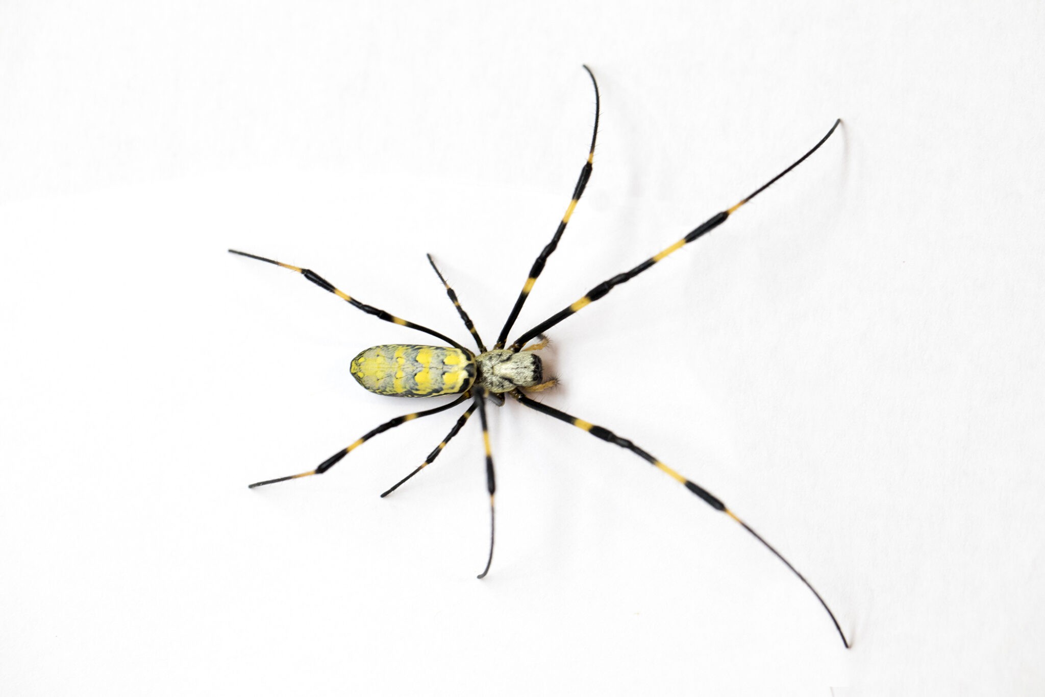 East Asian Spider Found In Georgia | AM 1180 Radio
