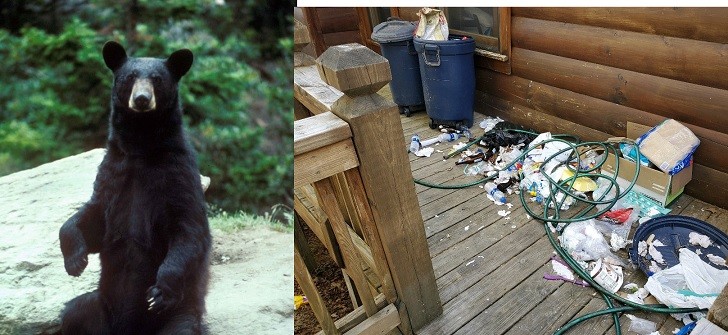 Tips As Black Bears Emerge From Hibernation | AM 1180 Radio